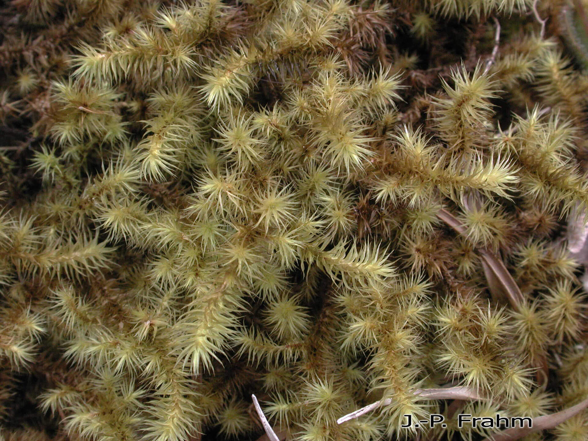 Exploring the Fascinating World of Breutelia Cardotii Thér. Moss ...