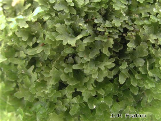 Riccardia chamedryfolia (With.) Grolle | Azorean Biodiversity Portal