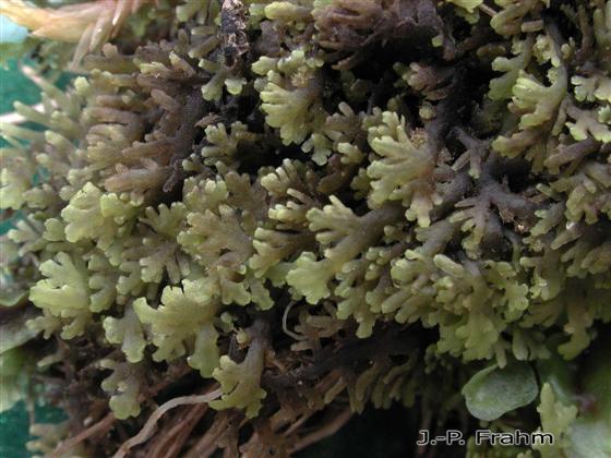 Riccardia chamedryfolia (With.) Grolle | Azorean Biodiversity Portal