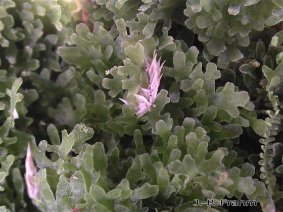 Riccardia chamedryfolia (With.) Grolle | Azorean Biodiversity Portal