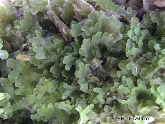 Riccardia chamedryfolia (With.) Grolle | Azorean Biodiversity Portal