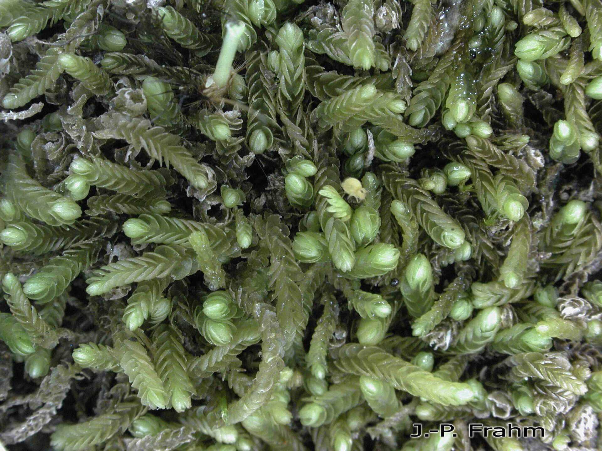 Nardia scalaris Gray | Azorean Biodiversity Portal