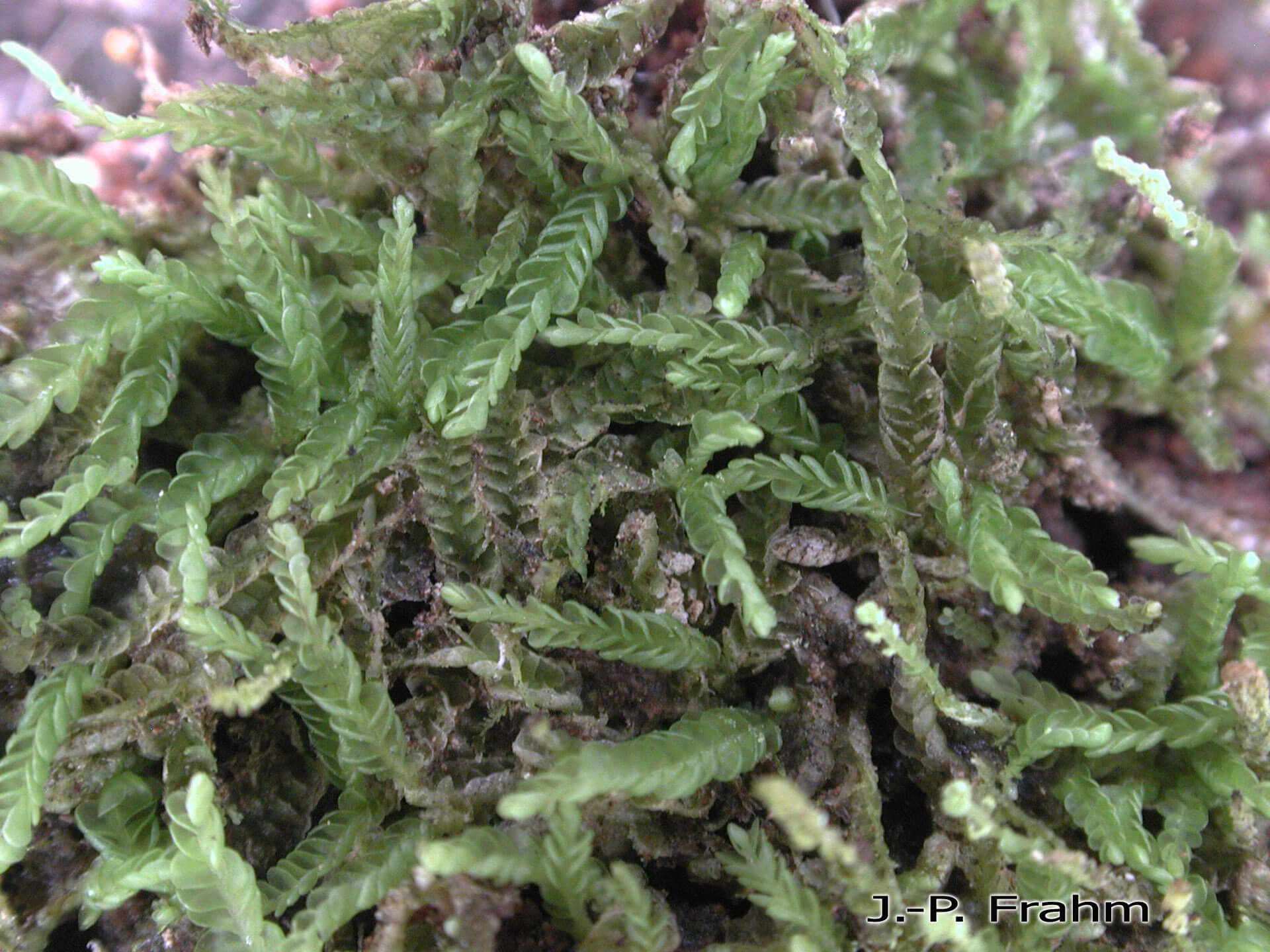 Nardia scalaris Gray | Azorean Biodiversity Portal