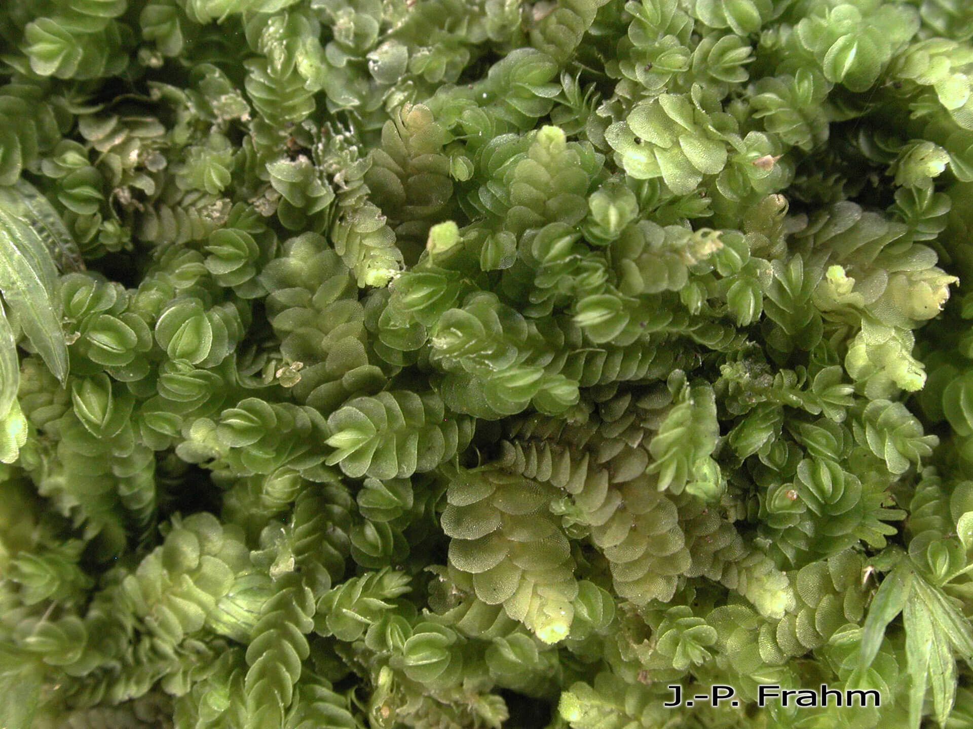Nardia scalaris Gray | Azorean Biodiversity Portal