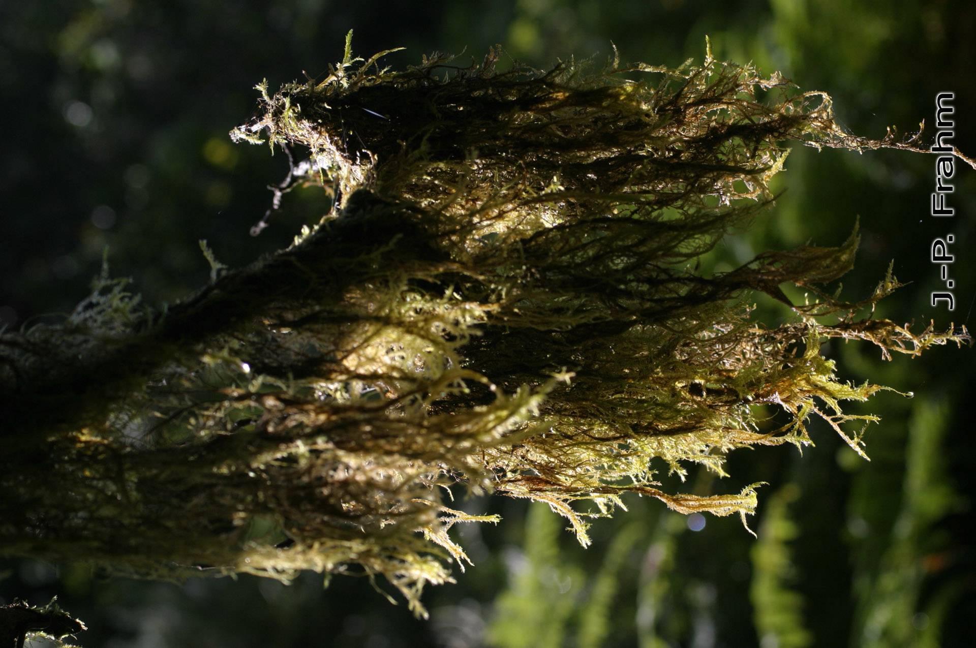Alleniella complanata (Hedw.) S.Olsson, Enroth & D.Quandt | Azorean ...