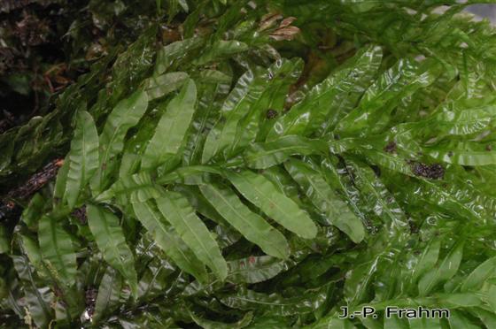 Plagiomnium undulatum (Hedw.) T.J.Kop. | Azorean Biodiversity Portal