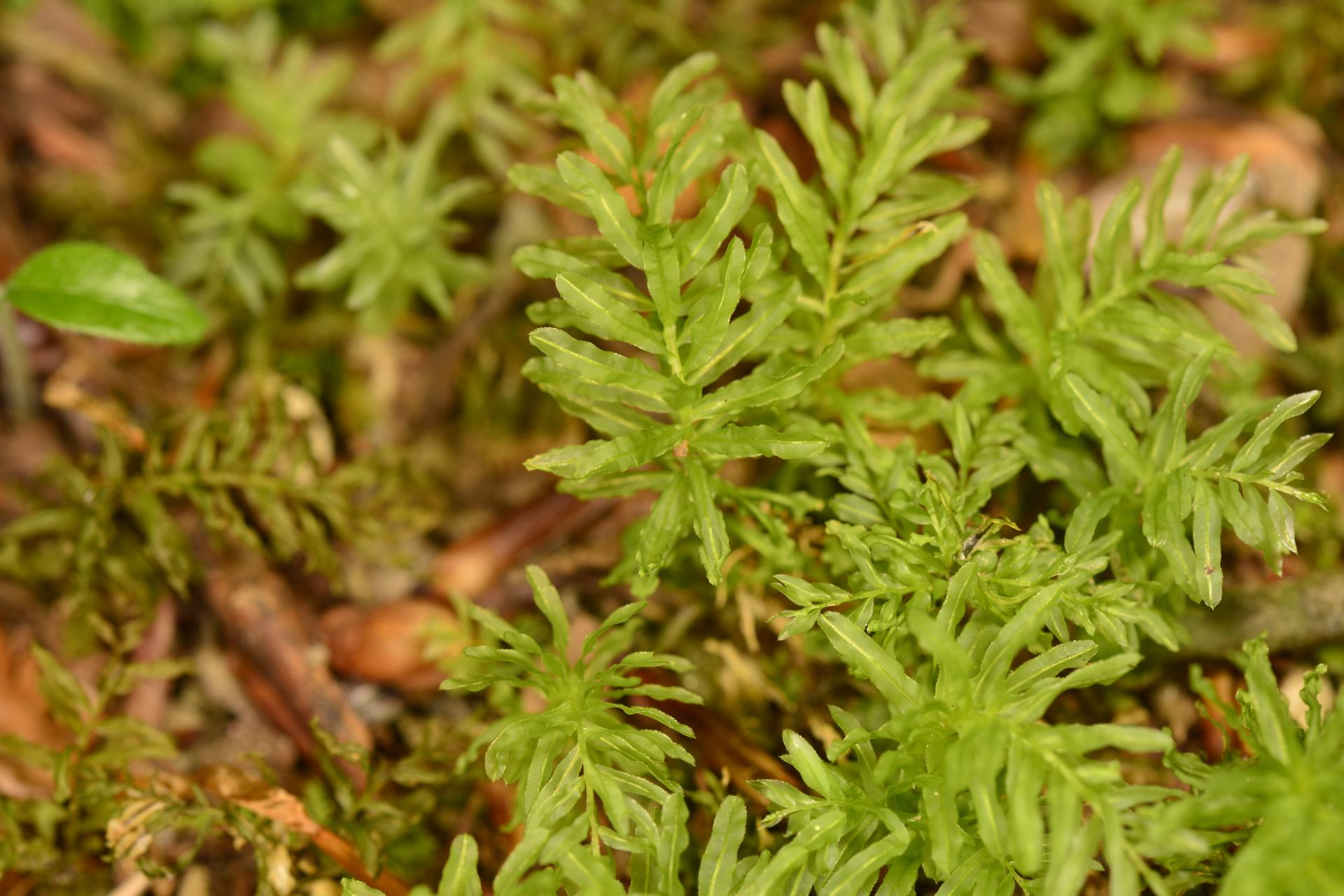 Plagiomnium undulatum (Hedw.) T.J.Kop. | Azorean Biodiversity Portal