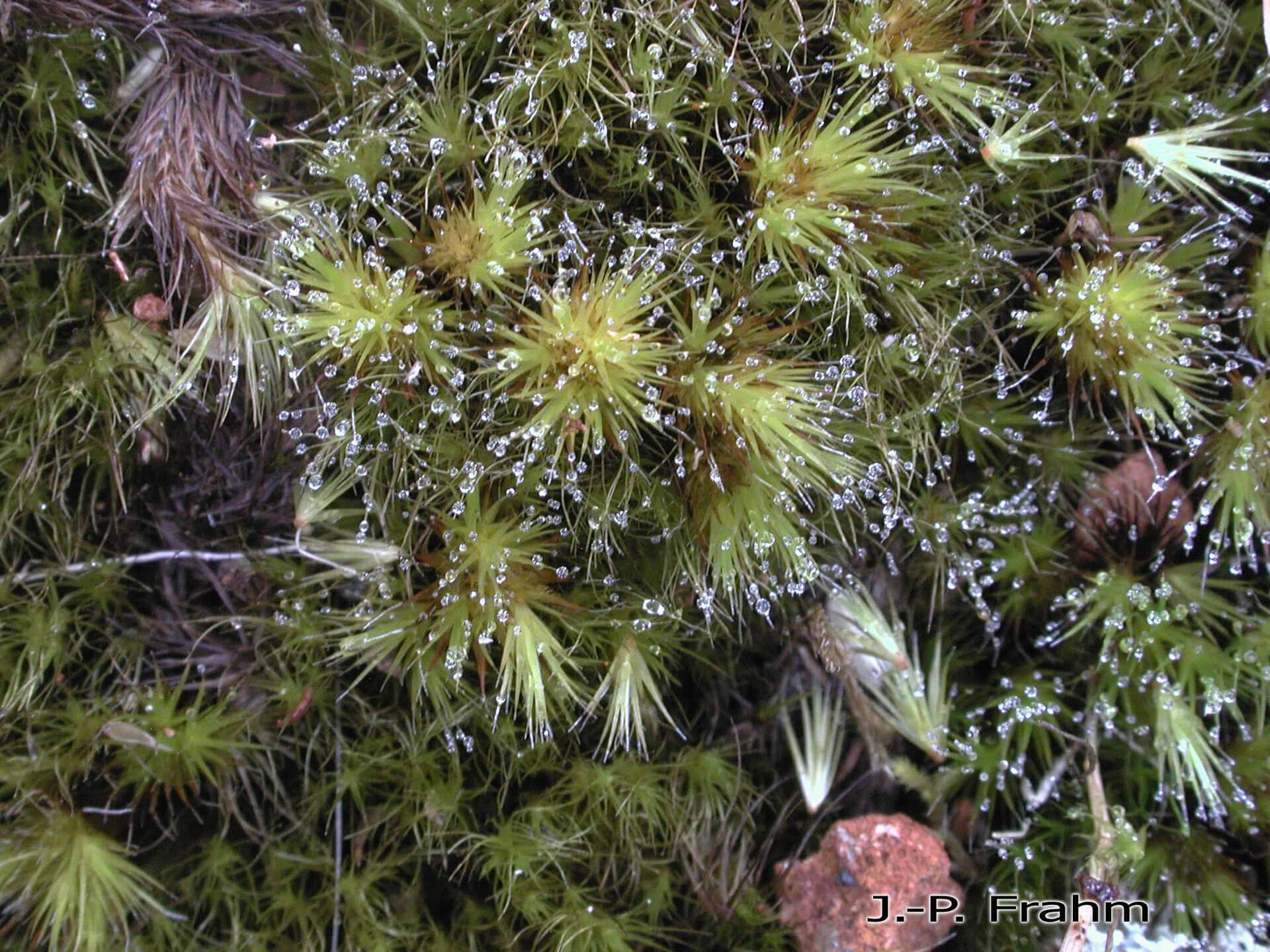 Campylopus pilifer Brid. | Portal de la Biodiversidad de las Azores