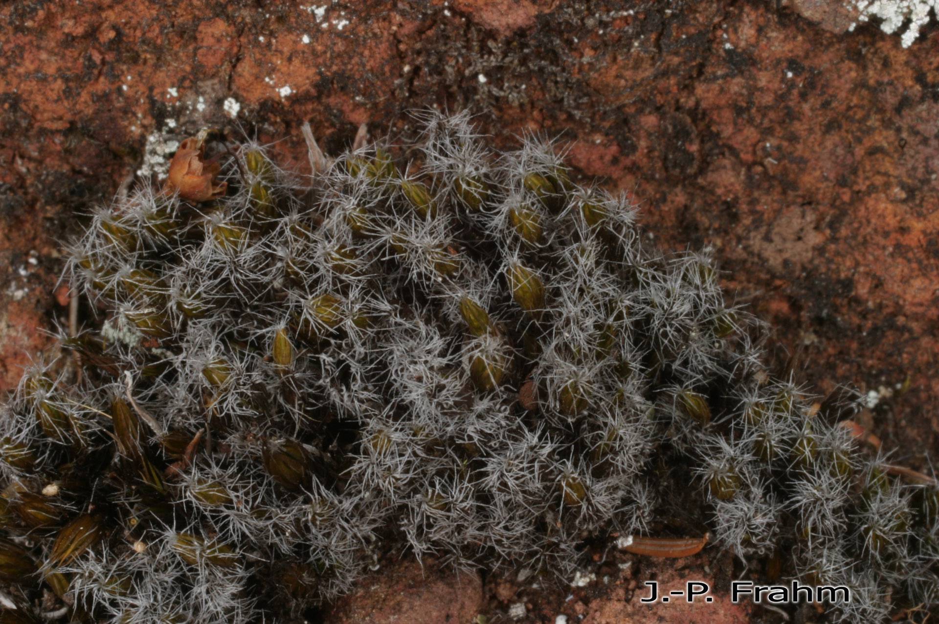 Campylopus introflexus (Hedw.) Brid. | Portal de la Biodiversidad de ...