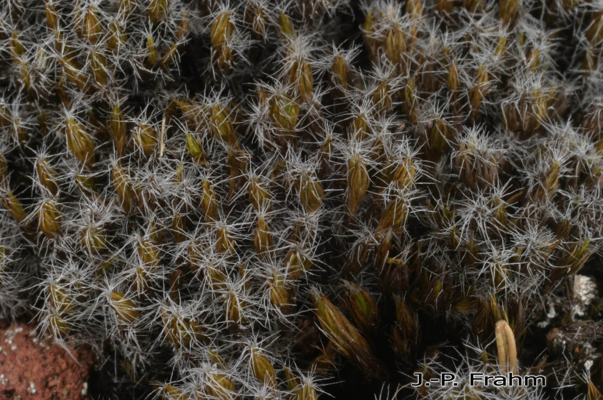 Campylopus introflexus (Hedw.) Brid. | Portal de la Biodiversidad de ...