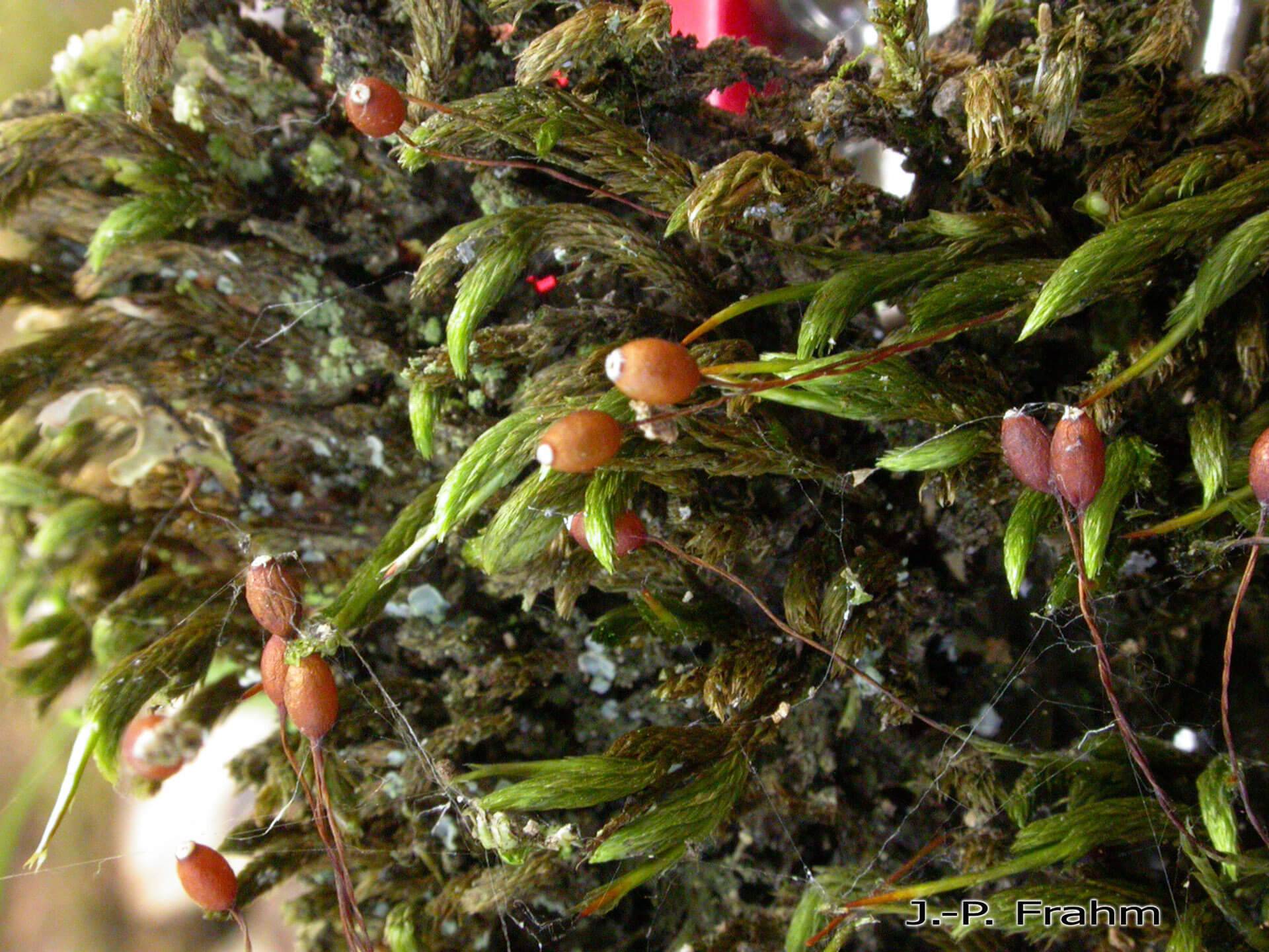Leucodon treleasei (Cardot) Paris | Azorean Biodiversity Portal