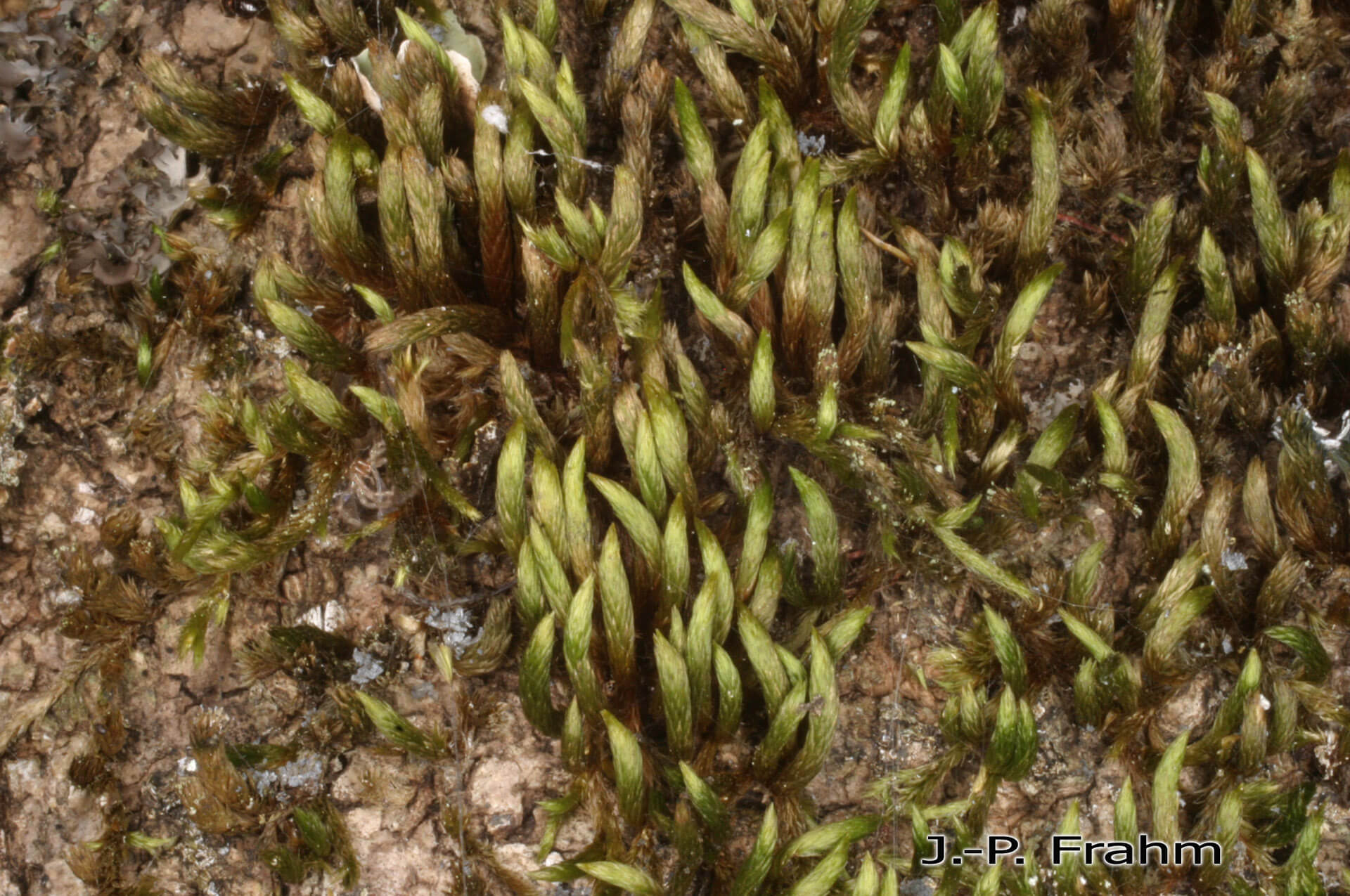 Leucodon treleasei (Cardot) Paris | Azorean Biodiversity Portal