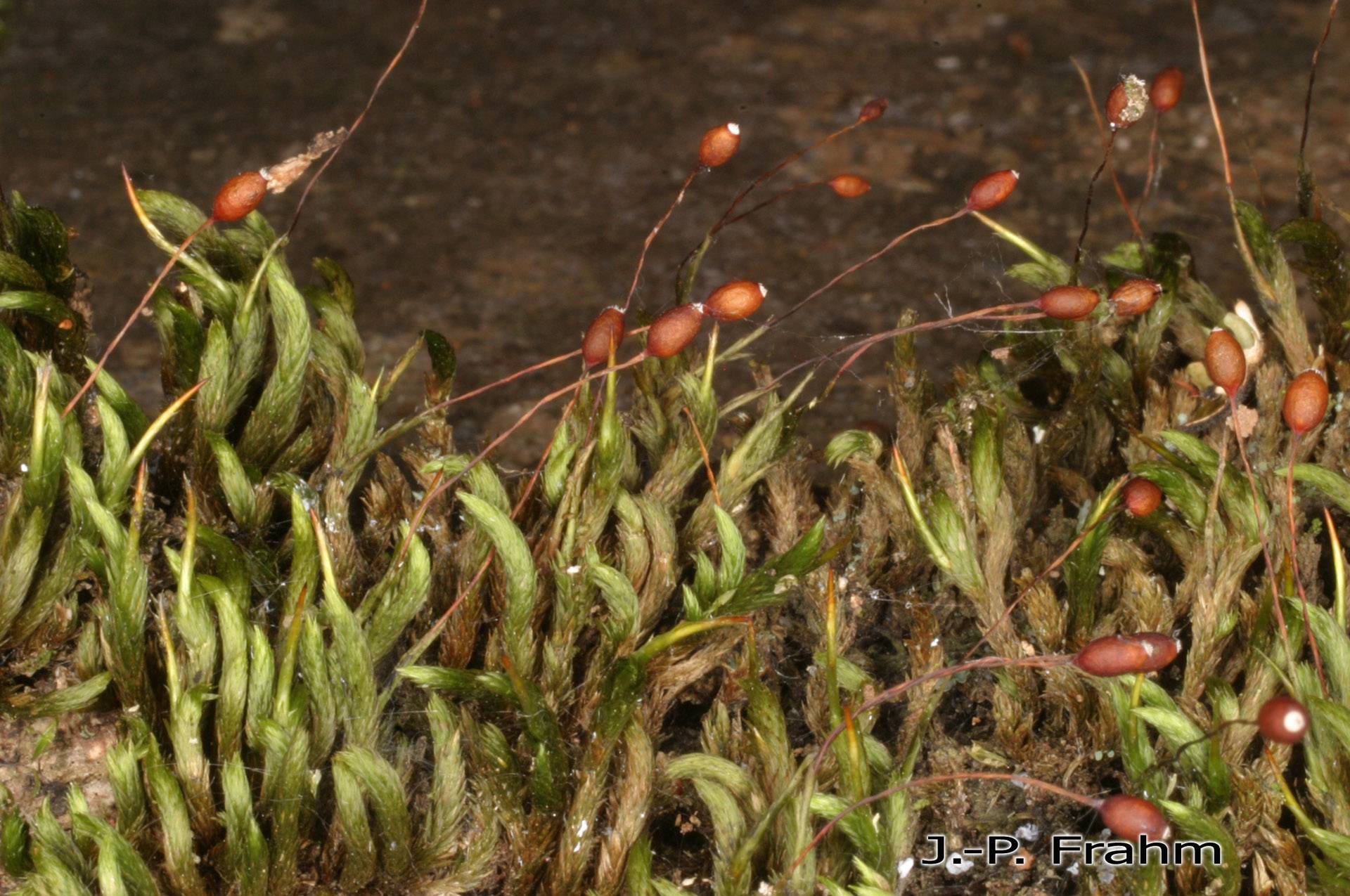 Leucodon treleasei (Cardot) Paris | Azorean Biodiversity Portal