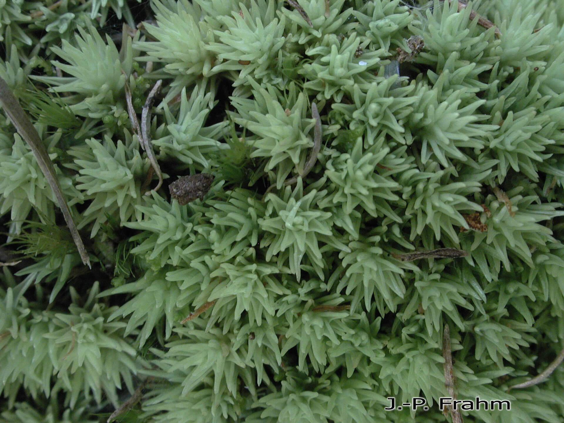 Leucobryum albidum (P.Beauv.) Lindb. | Azorean Biodiversity Portal