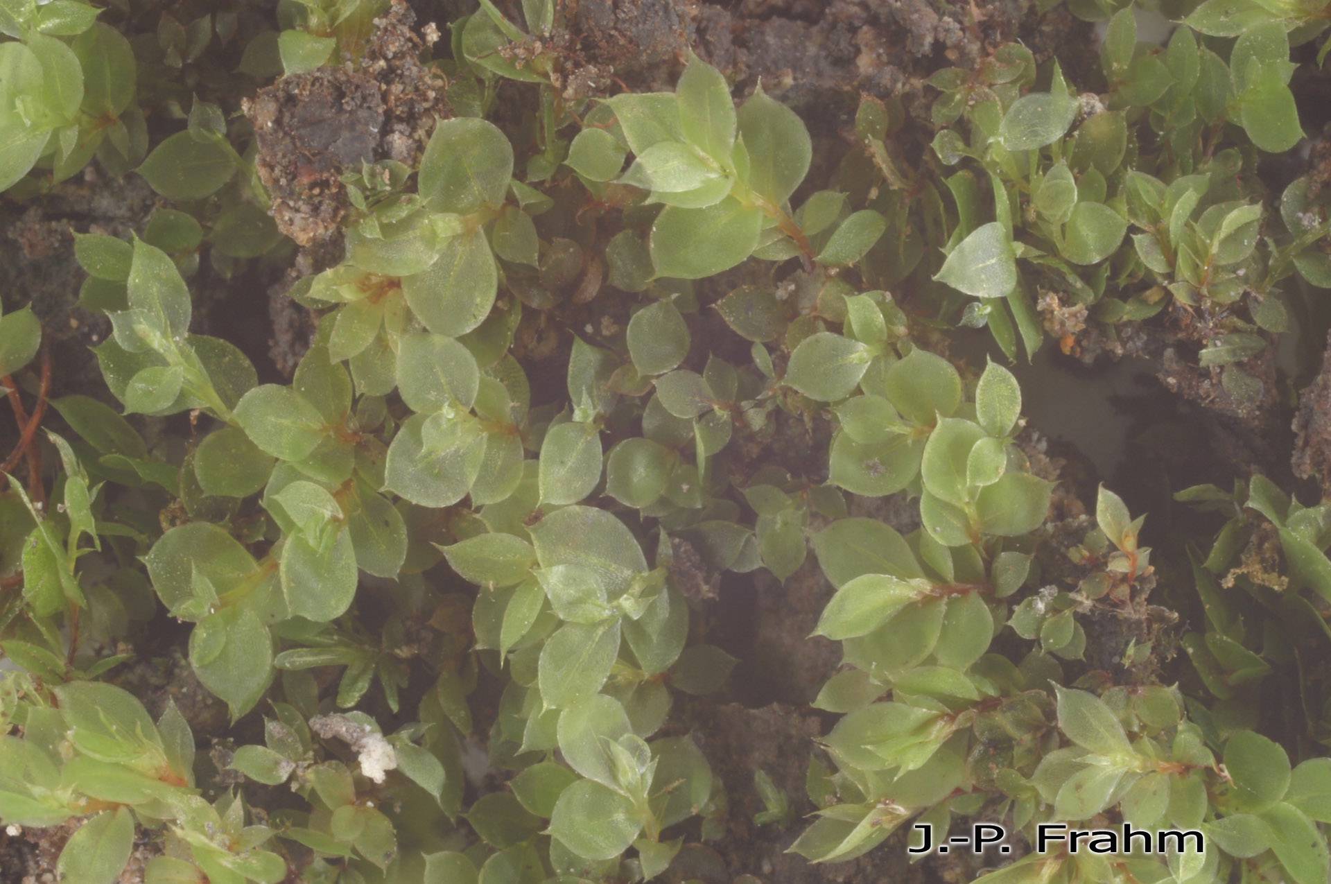 Epipterygium tozeri (Grev.) Lindb. | Azorean Biodiversity Portal