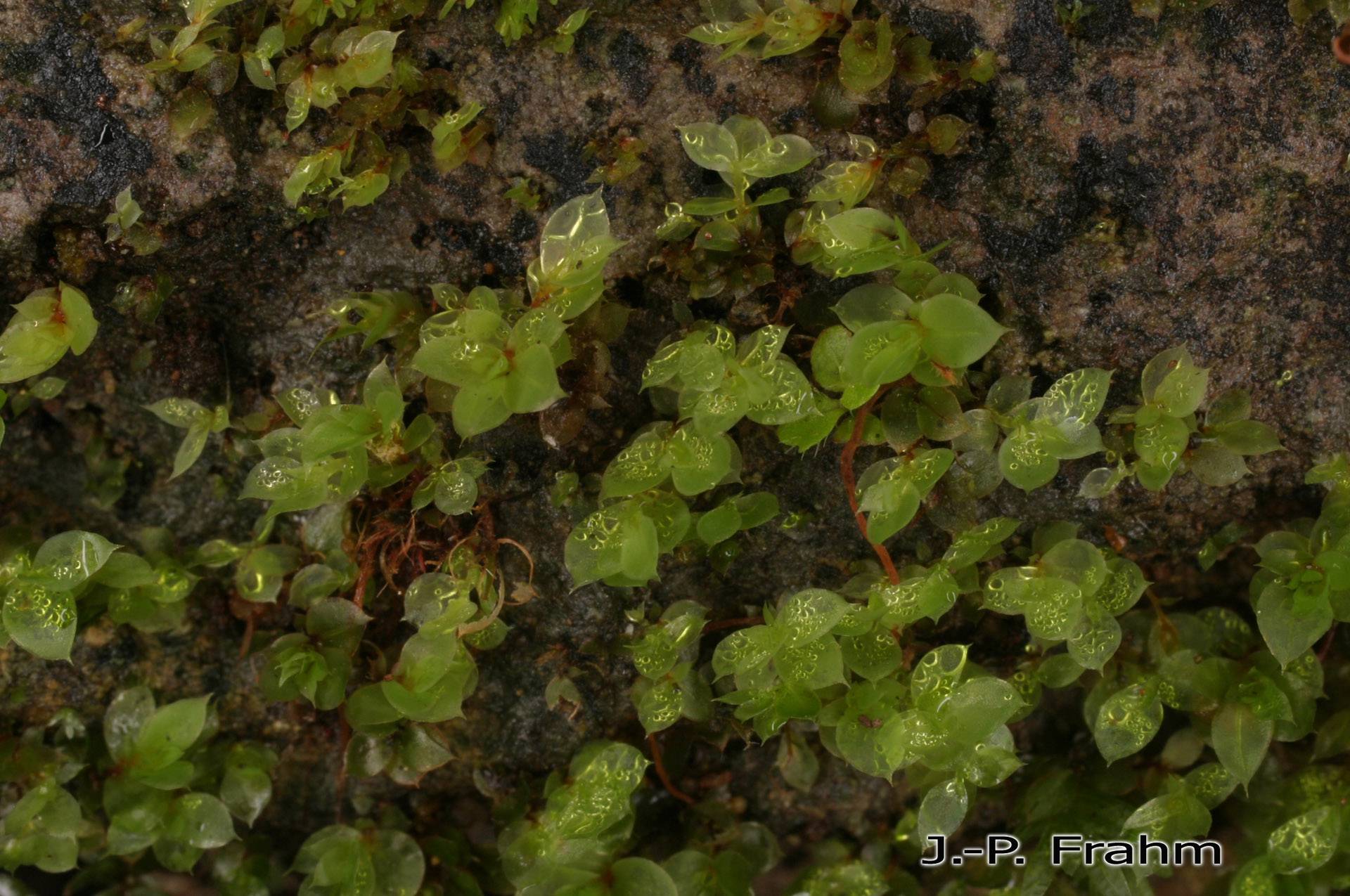 Epipterygium tozeri (Grev.) Lindb. | Azorean Biodiversity Portal