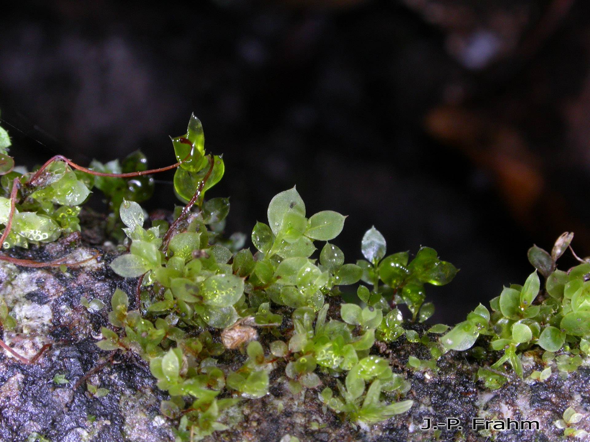 Epipterygium tozeri (Grev.) Lindb. | Azorean Biodiversity Portal