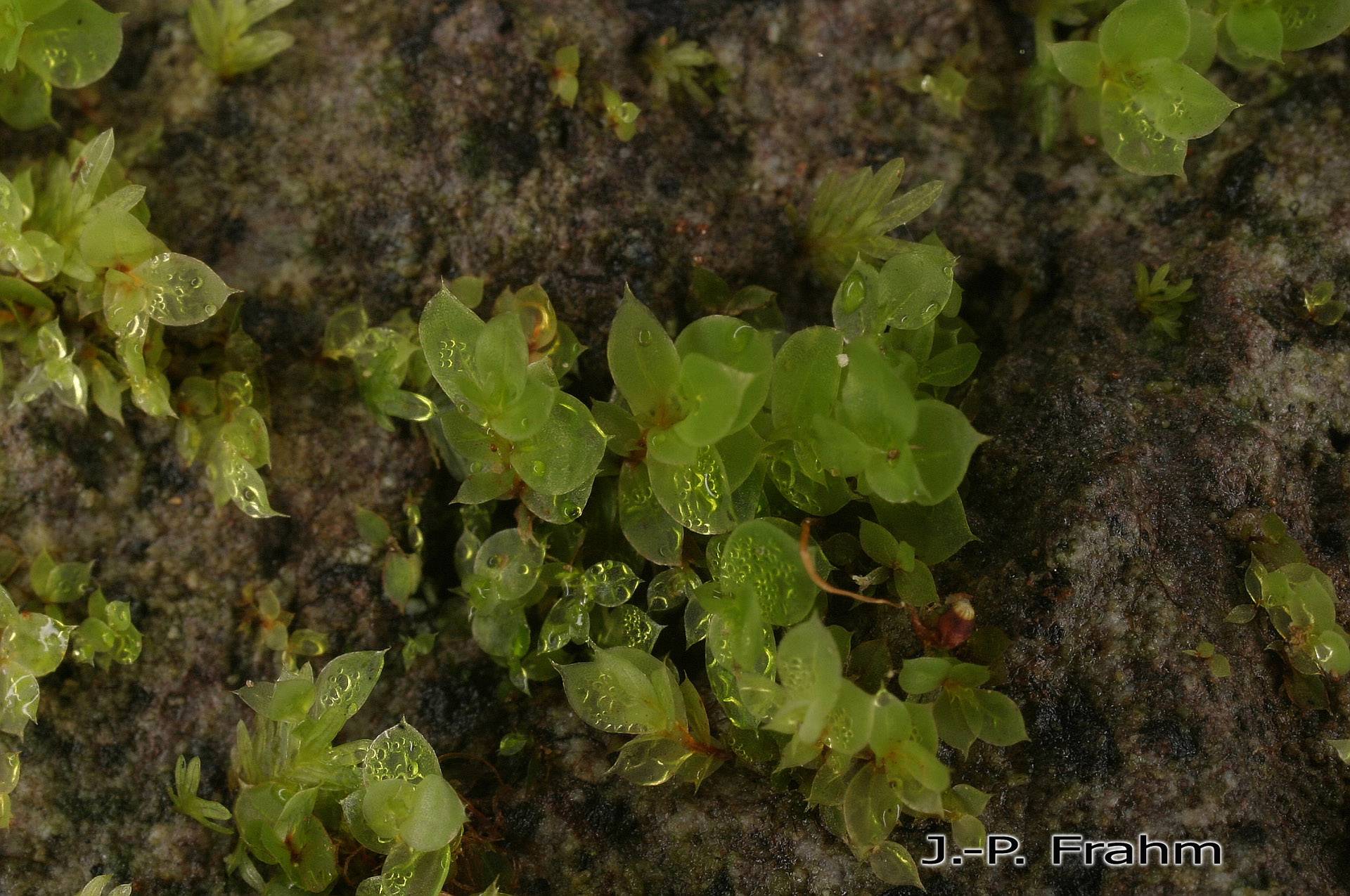Epipterygium tozeri (Grev.) Lindb. | Azorean Biodiversity Portal