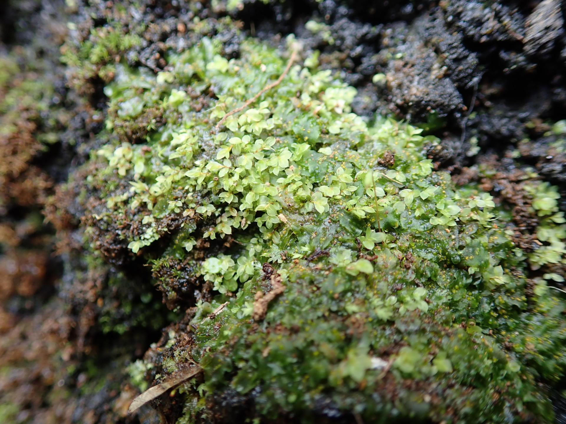 Epipterygium tozeri (Grev.) Lindb. | Azorean Biodiversity Portal