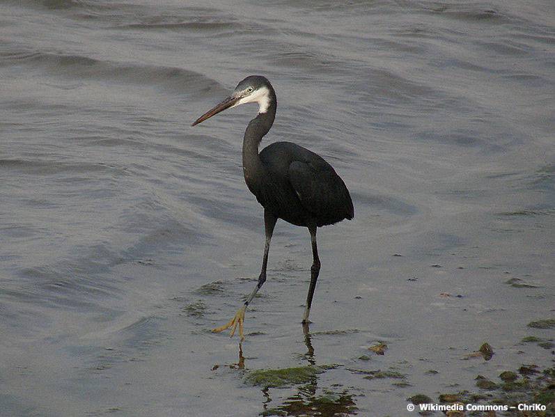 Egretta gularis (Bosc, 1792) | Azorean Biodiversity Portal