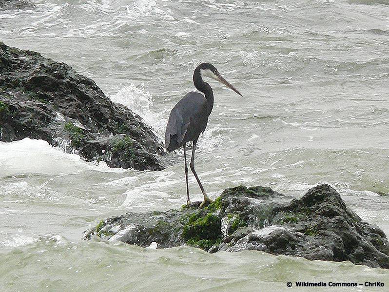 Egretta gularis (Bosc, 1792) | Azorean Biodiversity Portal