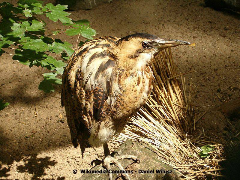 Botaurus stellaris (Linnaeus, 1758) | Azorean Biodiversity Portal