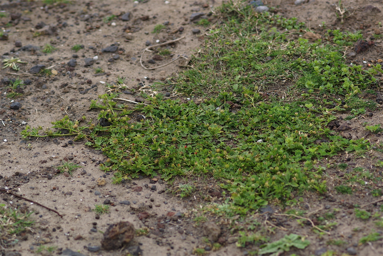 Modiola caroliniana (L.) G.Don | Portal de la Biodiversidad de las Azores
