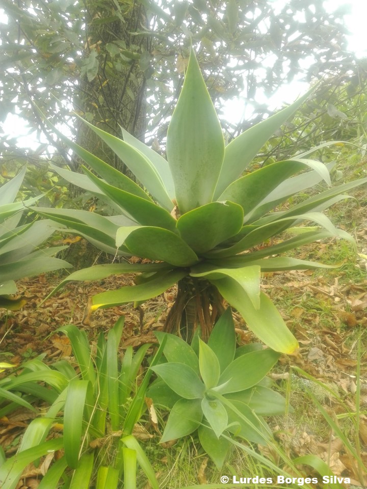 Agave attenuata Salm-Dyck | Azorean Biodiversity Portal