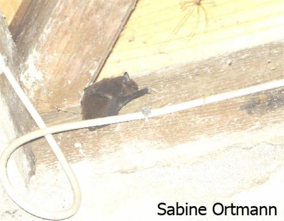 Nyctalus azoreum (Thomas, 1901) | Portal da Biodiversidade dos Açores