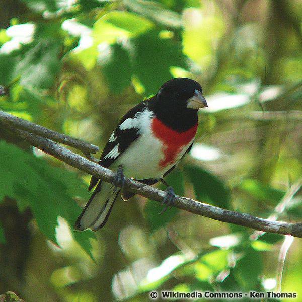 Pheucticus ludovicianus (Linnaeus, 1766) | Azorean Biodiversity Portal