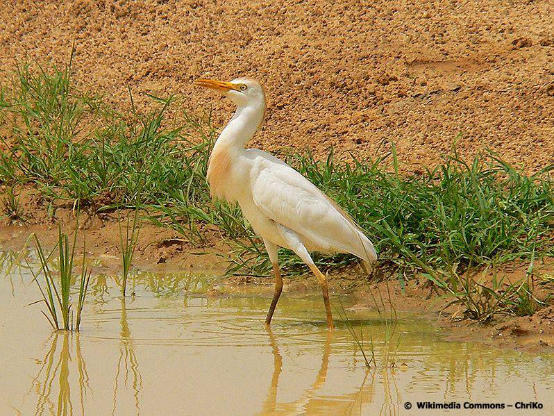Bubulcus ibis (Linnaeus, 1758) | Azorean Biodiversity Portal