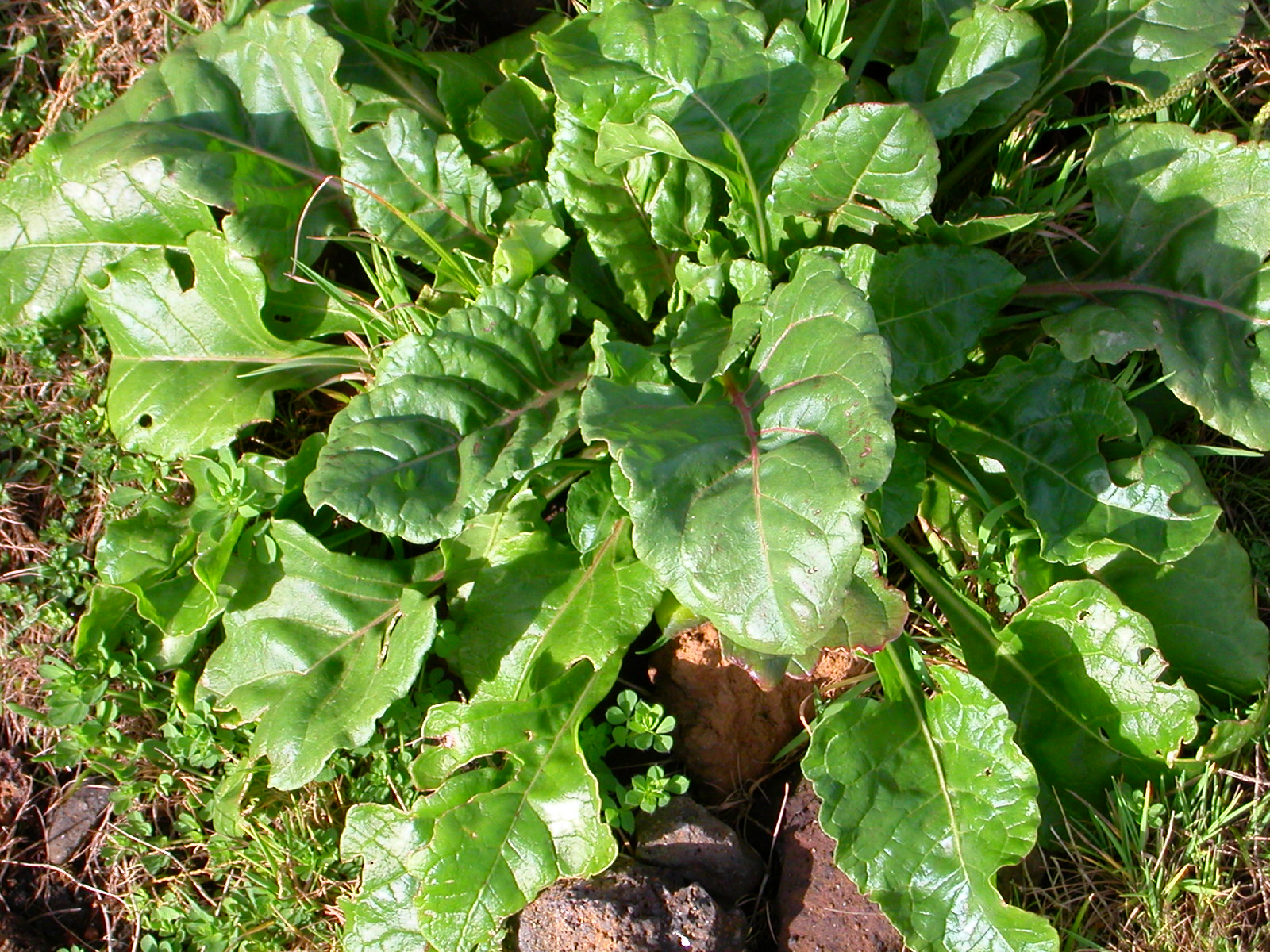 Beta vulgaris subsp. maritima (L.) Arcang. | Azorean Biodiversity Portal