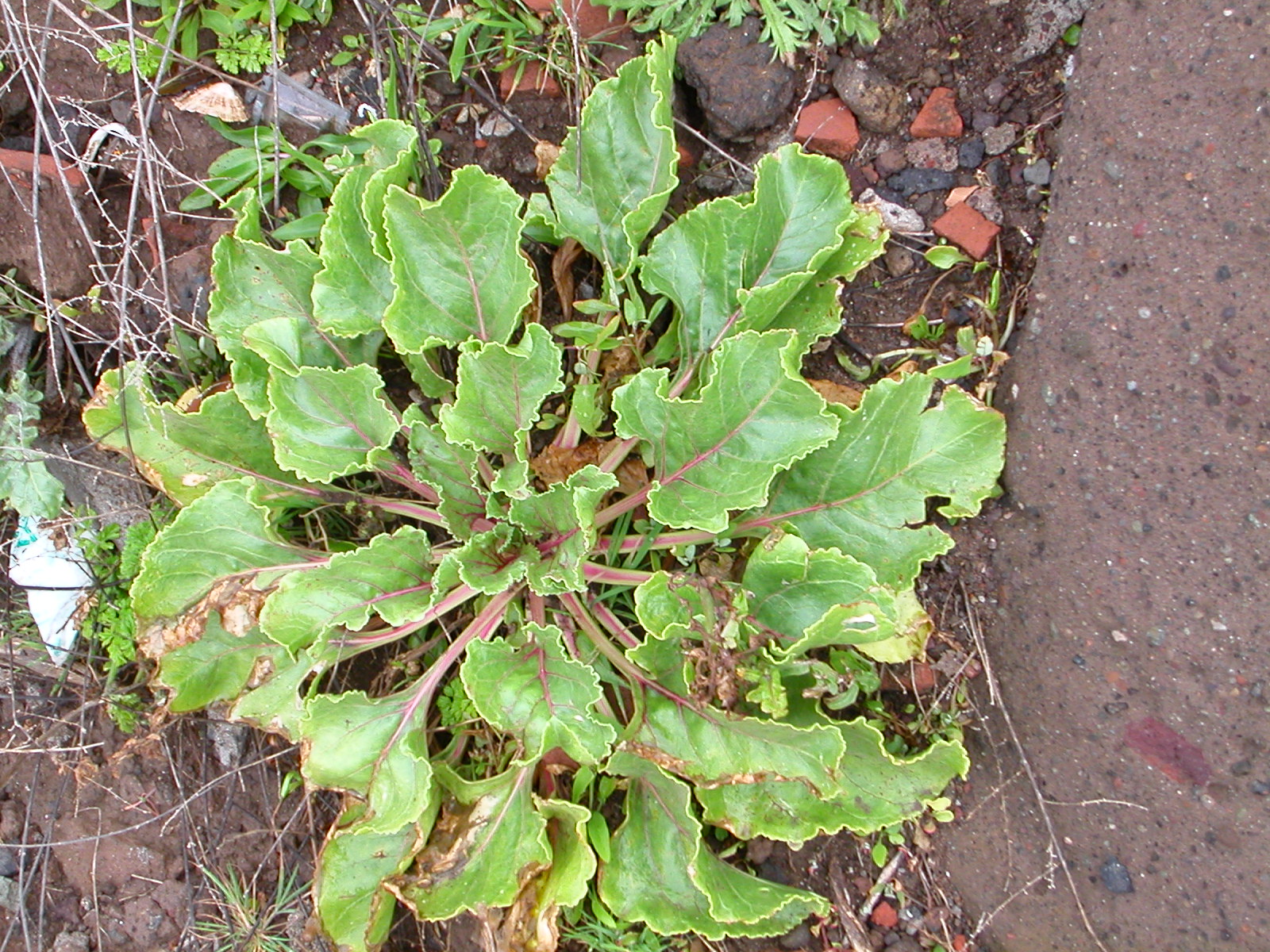 Beta vulgaris subsp. maritima (L.) Arcang. | Azorean Biodiversity Portal