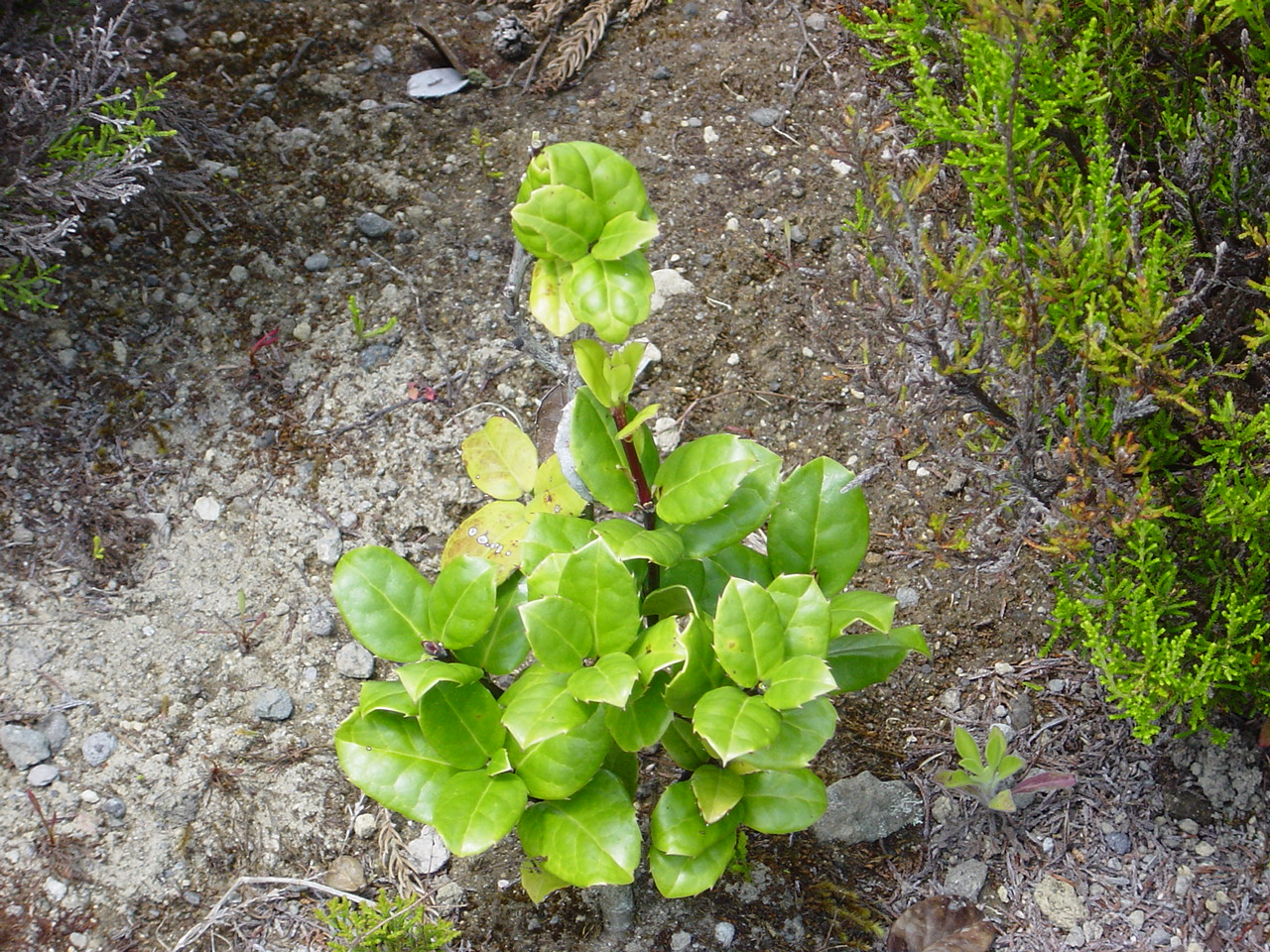 Ilex azorica Gand. | Azorean Biodiversity Portal