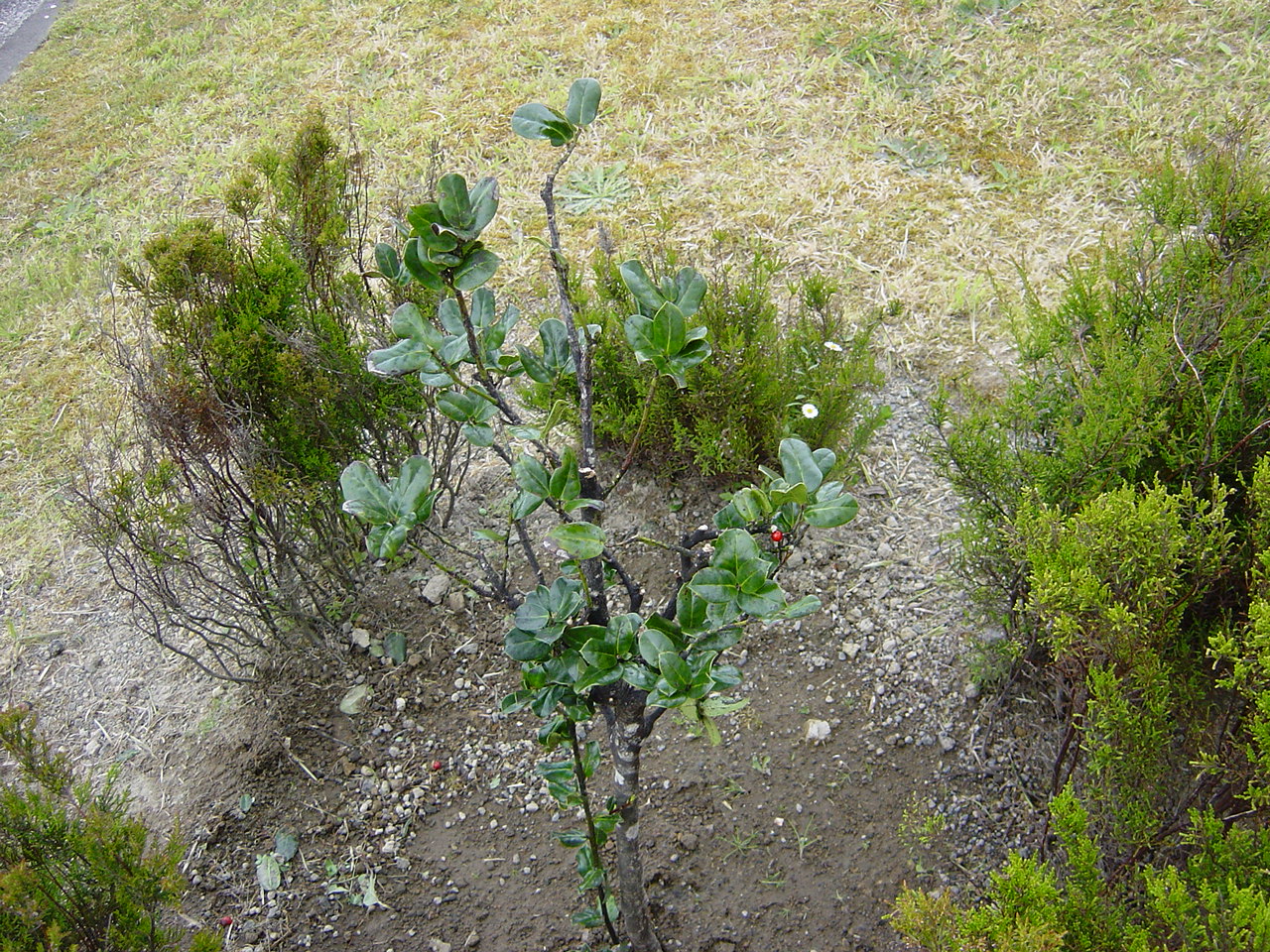Ilex azorica Gand. | Azorean Biodiversity Portal