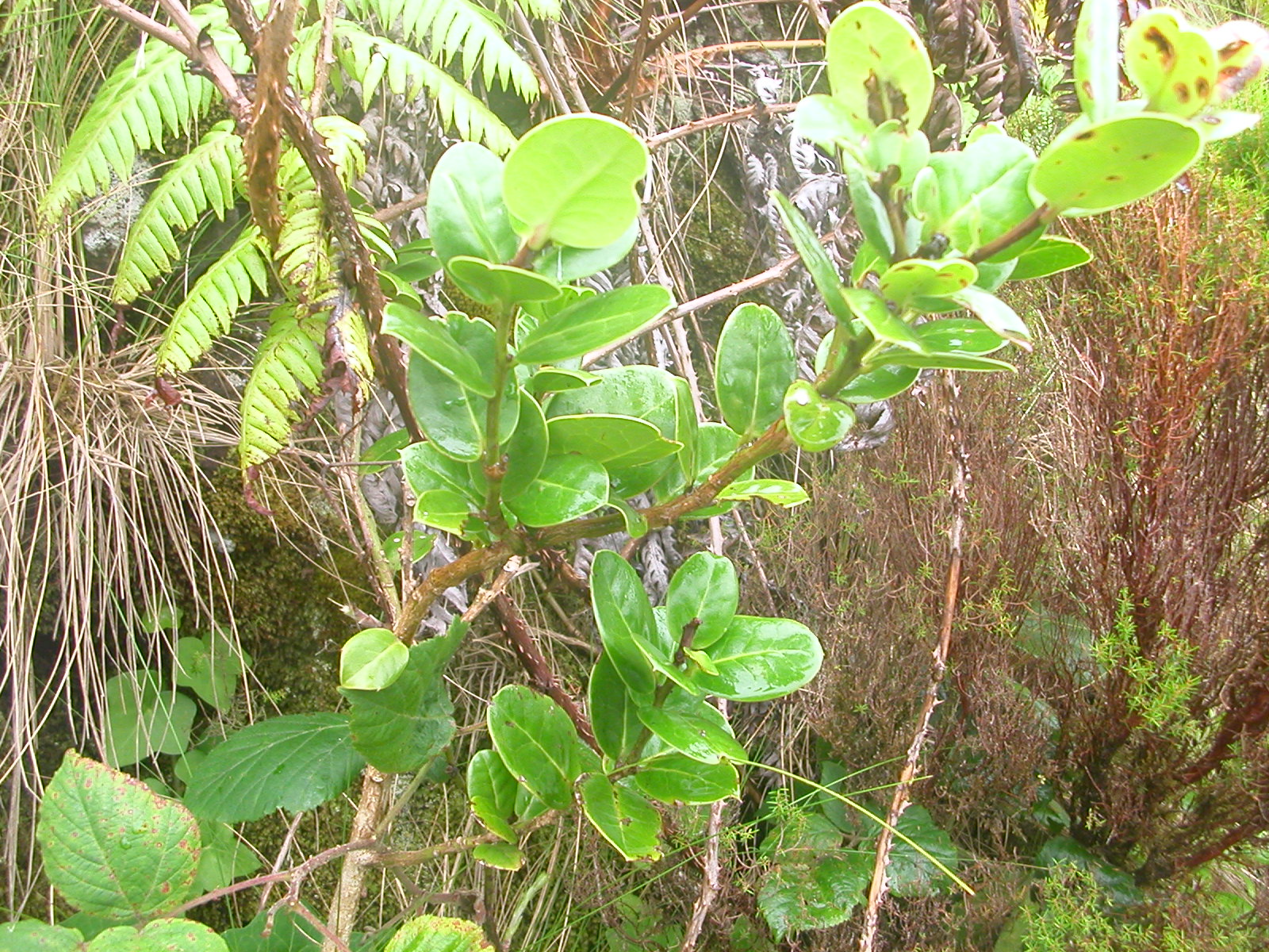 Ilex azorica Gand. | Azorean Biodiversity Portal