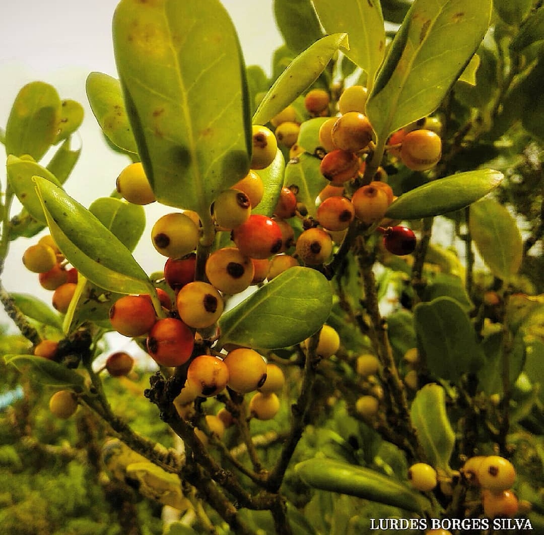 Ilex azorica Gand. | Azorean Biodiversity Portal