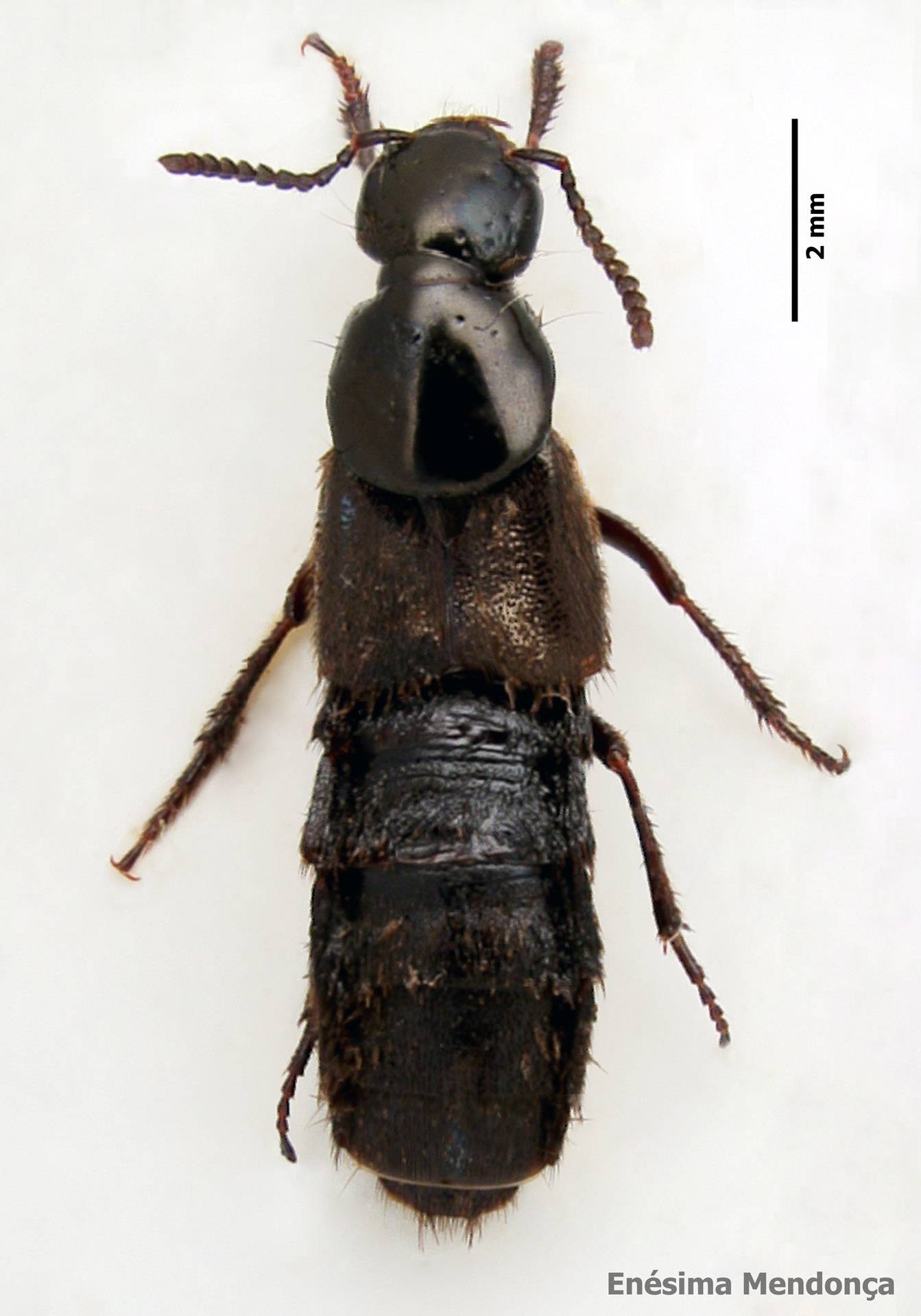 Philonthus politus politus (Linnaeus, 1758) | Azorean Biodiversity Portal