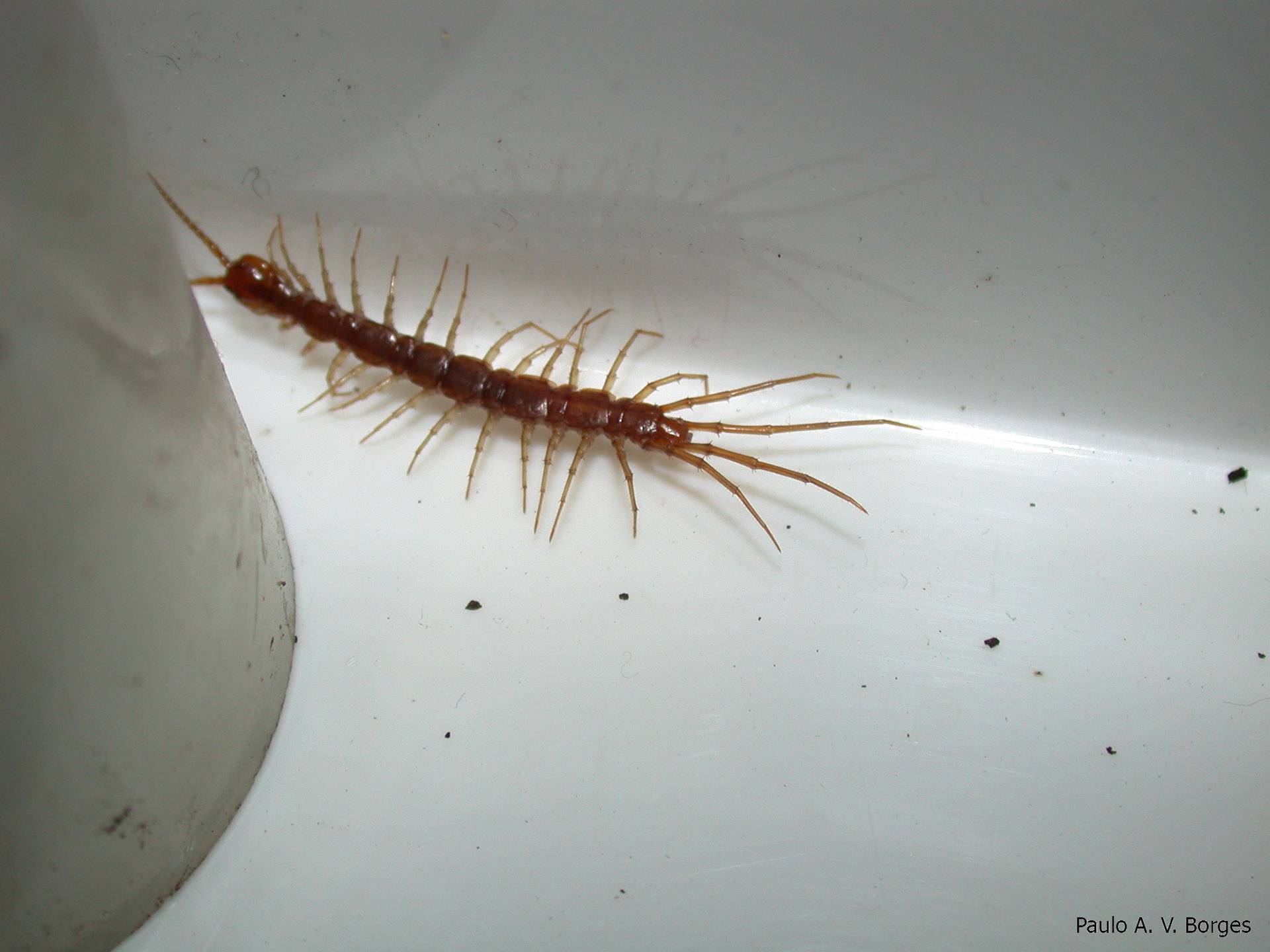 Lithobius obscurus azoreae Eason & Ashmole, 1992 | Portal da ...