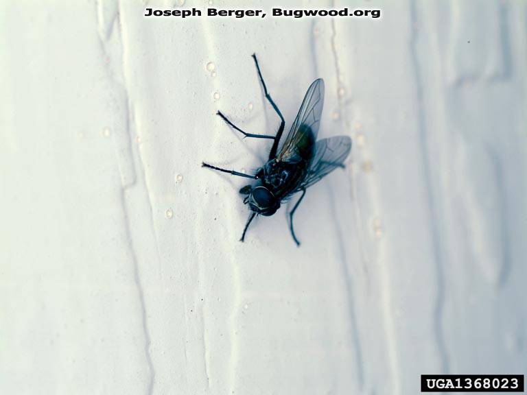 Musca domestica calleva Walker, 1849 | Azorean Biodiversity Portal