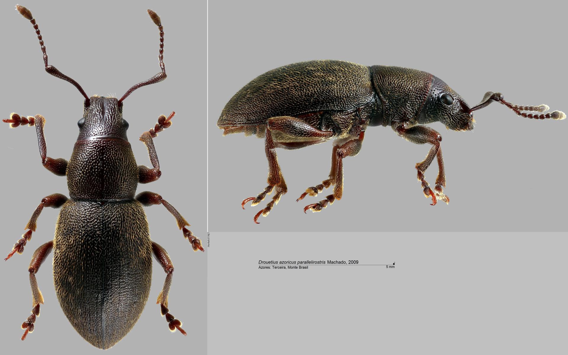 Drouetius azoricus parallelirostris Machado, 2009 | Azorean ...
