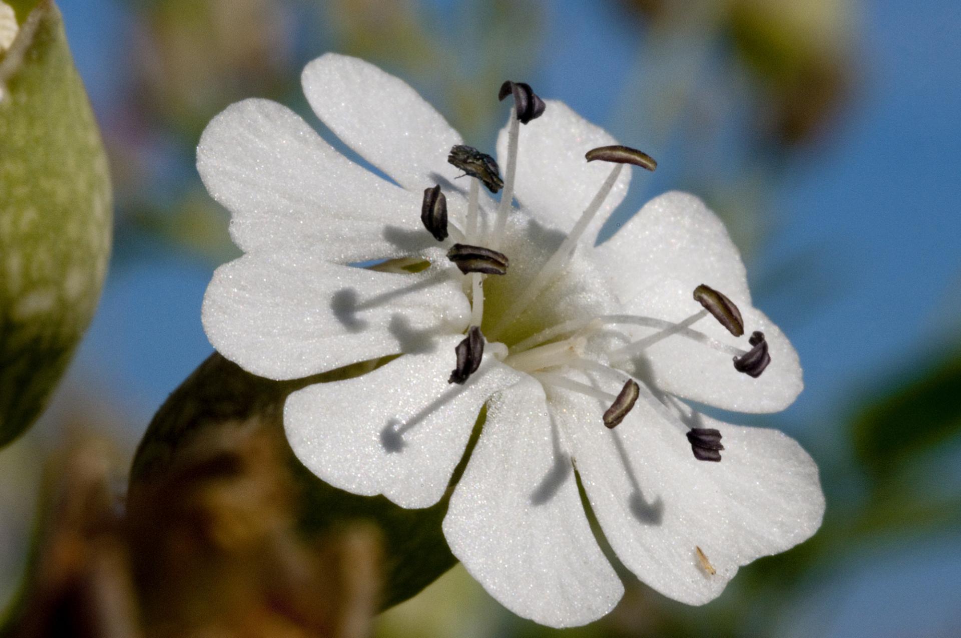 Silene uniflora Roth subsp. uniflora | Azorean Biodiversity Portal
