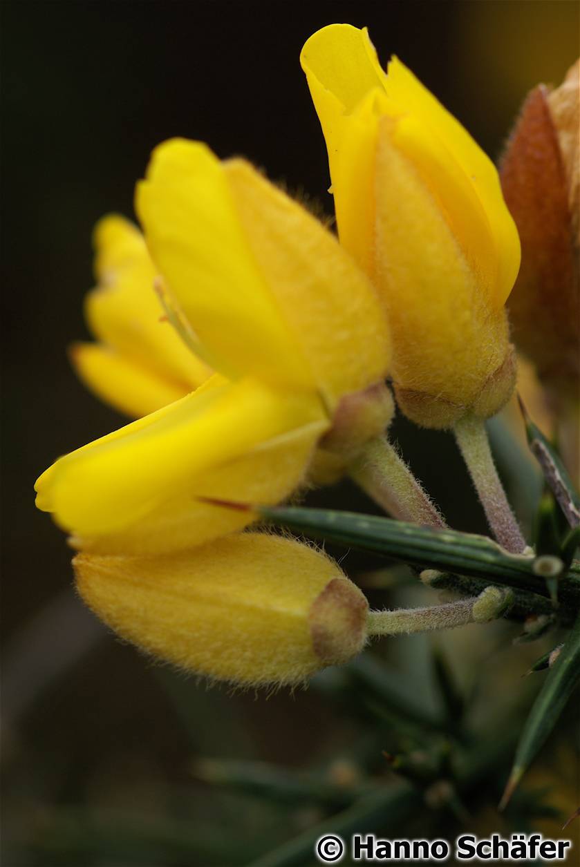 Ulex europaeus L. subsp. europaeus | Azorean Biodiversity Portal