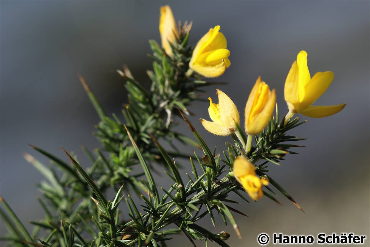 Ulex europaeus L. subsp. europaeus | Azorean Biodiversity Portal
