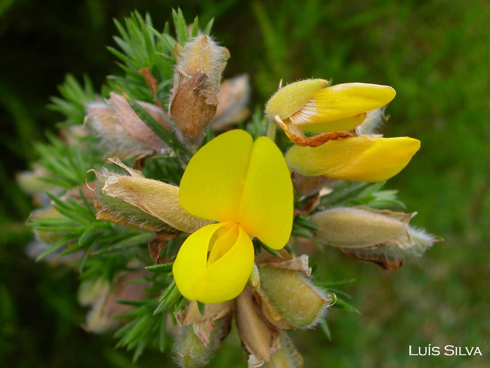 Ulex europaeus L. subsp. europaeus | Azorean Biodiversity Portal