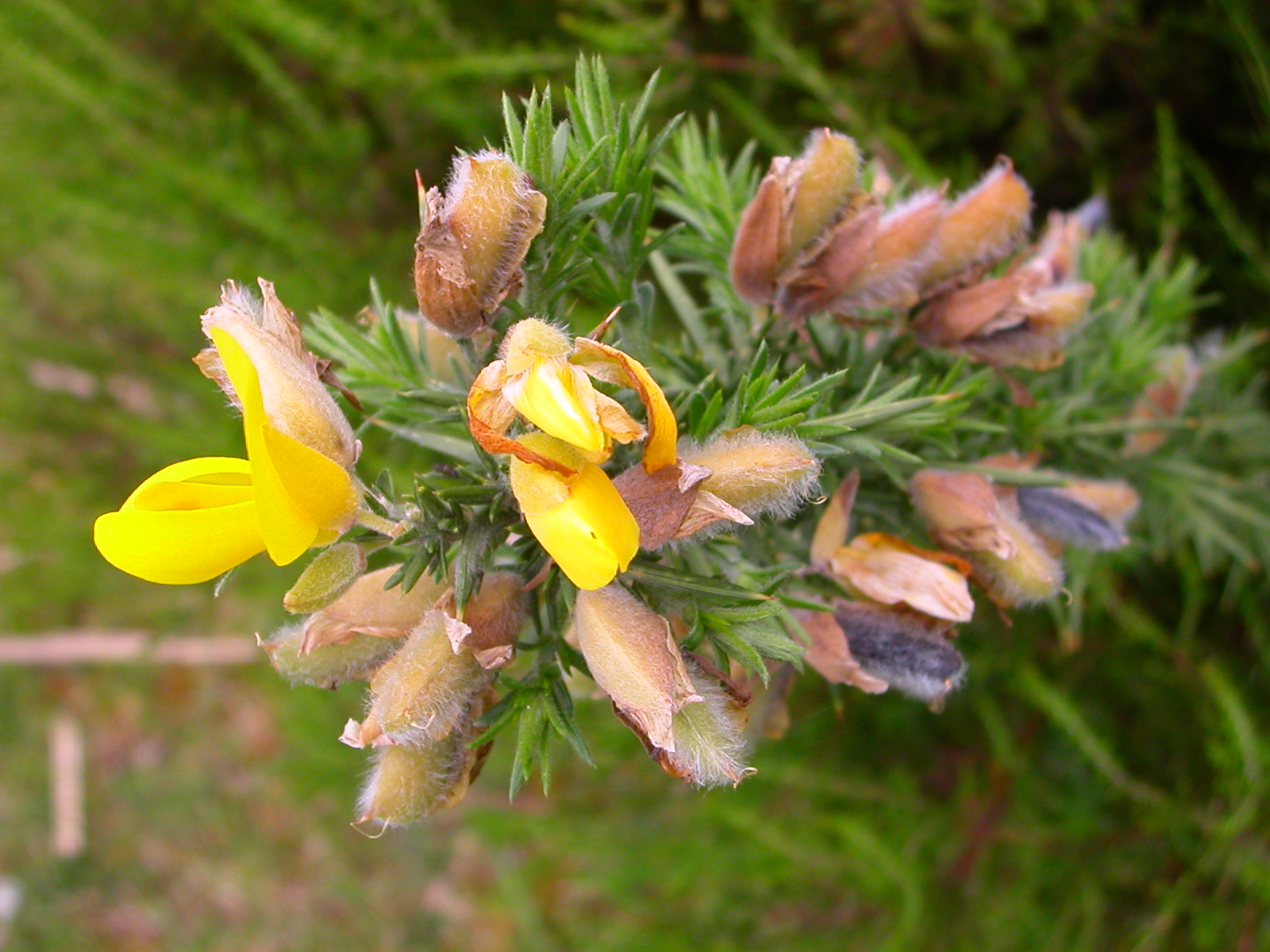 Ulex europaeus L. subsp. europaeus | Azorean Biodiversity Portal