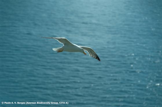 Larus michahellis atlantis Dwight, 1922 | Azorean Biodiversity Portal