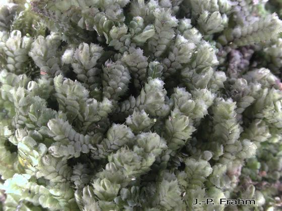 Jubula hutchinsiae (Hook.) Dumort. subsp. hutchinsiae | Portal de la ...