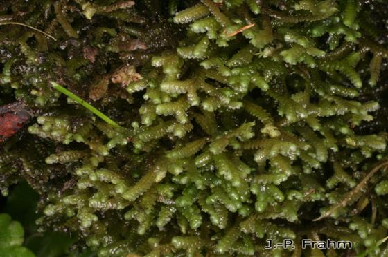 Jubula hutchinsiae (Hook.) Dumort. subsp. hutchinsiae | Portal de la ...