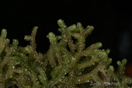 Jubula hutchinsiae (Hook.) Dumort. subsp. hutchinsiae | Portal de la ...